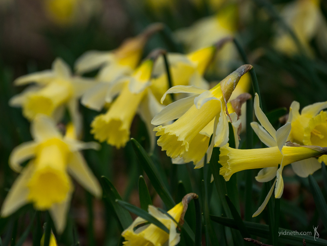 Spring Returns/New Beginnings: Daffodils (Narcissus) early blooms ...